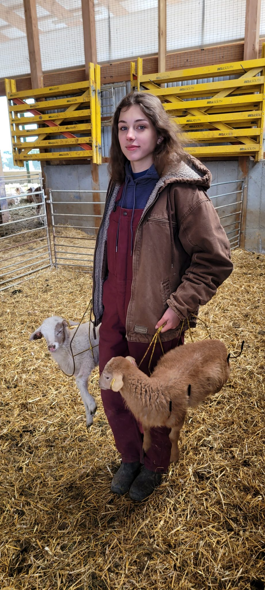 Easy Lift Rake – Ewe Lamb Right