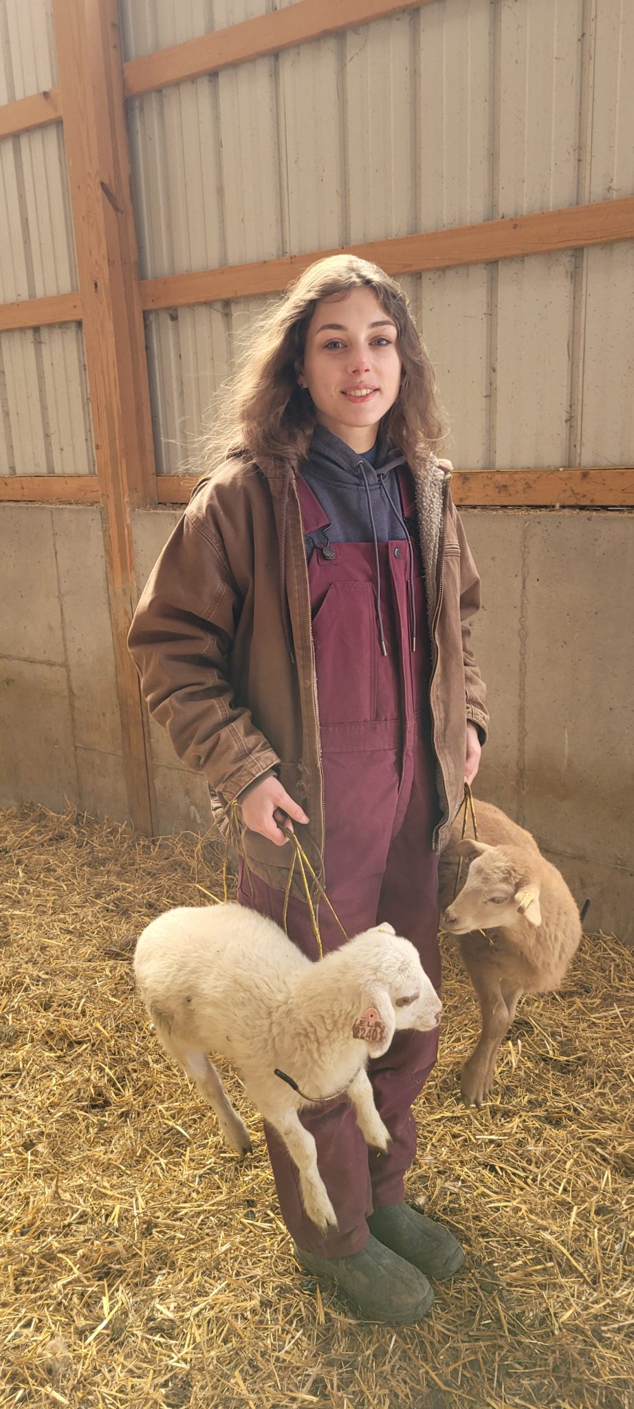 Easy Lift Rake – Ewe Lamb Right