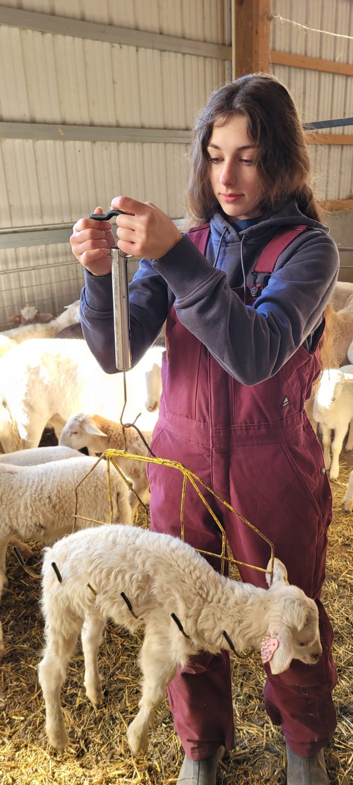 Easy Lift Rake – Ewe Lamb Right