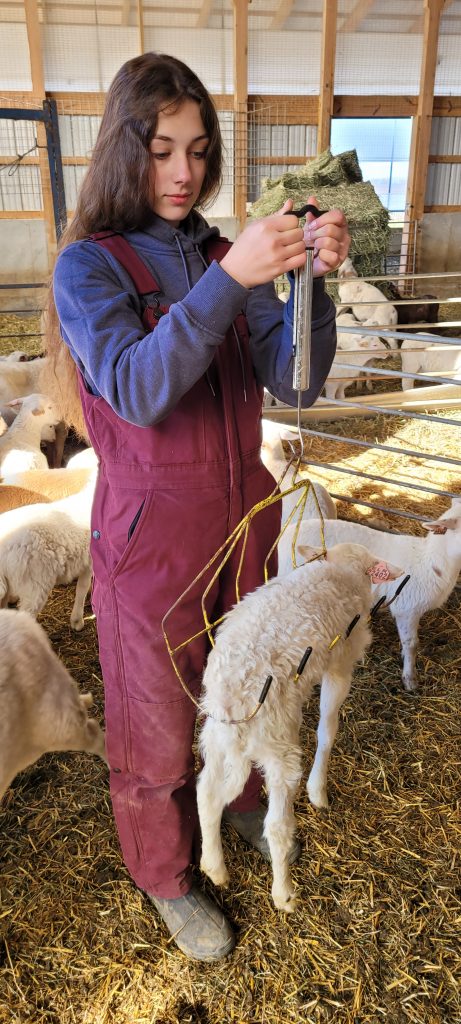 Easy Lift Rake – Ewe Lamb Right