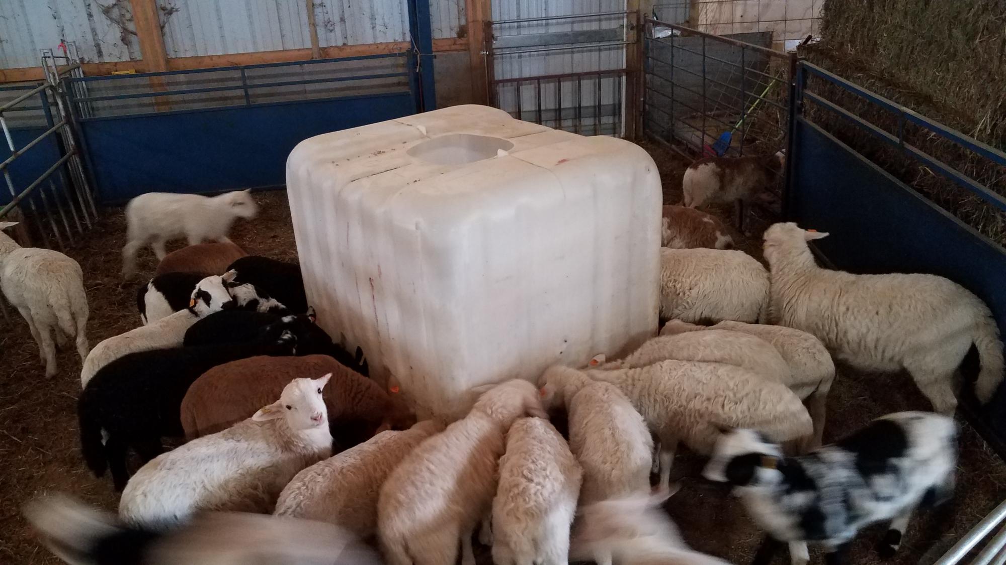 On Farm Resources – Ewe Lamb Right